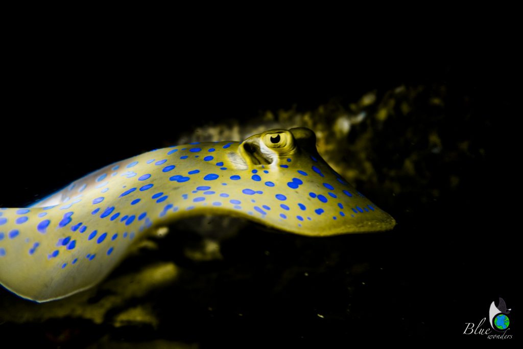 Wreck diving in Coron Island - BLUE wonders